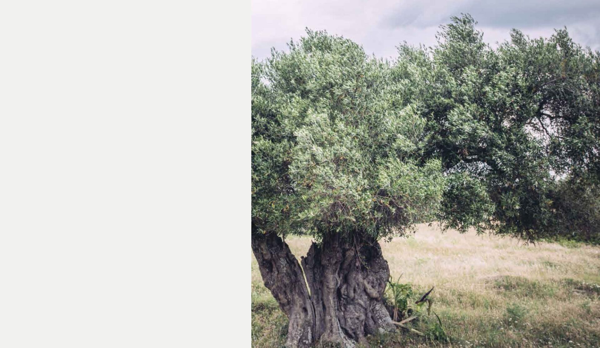 King of Olives – The Finest Olive Oil in Cyprus, Maybe in the world